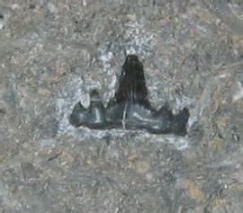 Prehistoric Beast Of The Week Cladoselache Prehistoric Beast Of The Week
