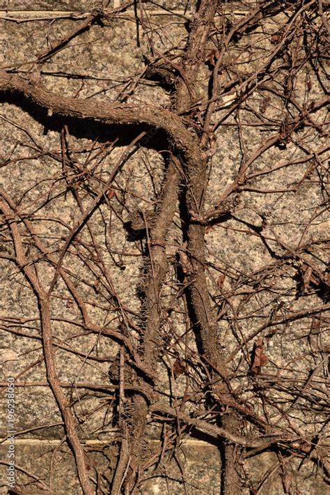 Creepy Brown Dead Vine Closeup Texture With Cemetery Background Stock
