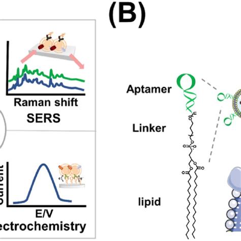 A Aptamer‐based Ev Analysis B Aptamer‐functionalized Evs For