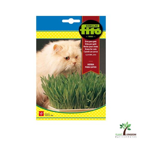 Semilla Fito Grass For Cat Seeds Plant Kingdom Uae