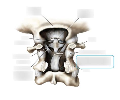 Ligaments In Neck Diagram Quizlet