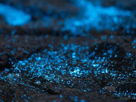 Where To Experience Bioluminescence On The Sunshine Coast Sunshine