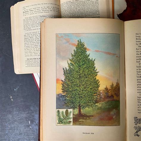 Vintage 1920s Tree Identification Book Trees By Julia Ellen Rogers C