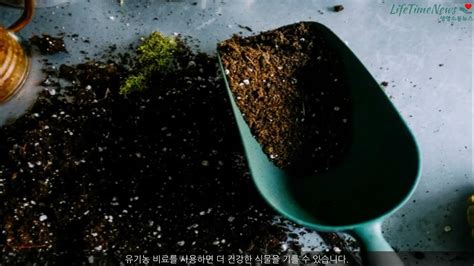 도시텃밭 성공 비법 작물 선택부터 수확까지 Youtube