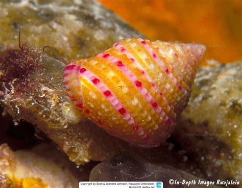 Clanculus Clanguloides Secret Clanculus Top Snail