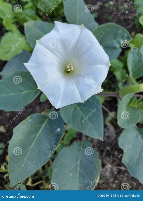 Datura Flower With Green Leaf Stock Image Image Of Plant Blossom 267591545