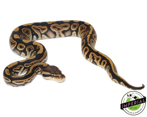 Ball Python Png