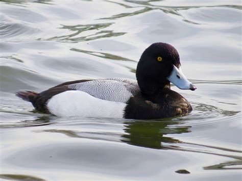 33 Black And White Ducks Wild And Domestic Duck Breeds