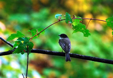 Eastern Phoebe Small Passerine Bird Passerine Bird Passerine Bird