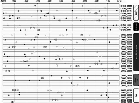 Schematic Map Of Promoter Regions With Putative Cis Regulatory
