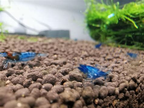 Java Moss Blue Shrimp Use Furniture And Home Living Gardening Plants And Seeds On Carousell