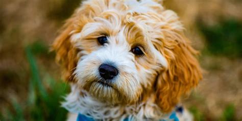 What Is A Teacup Cockapoo Do Toy Cockapoos Exist
