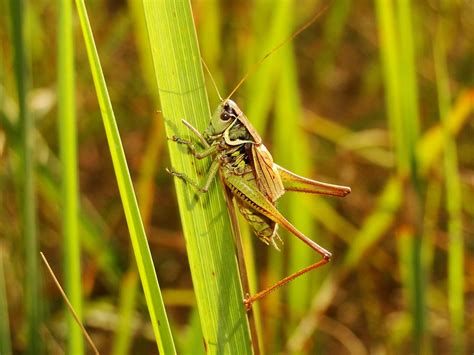 Hemp Farmers In The Western Us Face The Prospect Of Another Damaging Grasshopper Outbreak