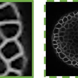 Reconstruction Results Without Quantization Reconstructed Image