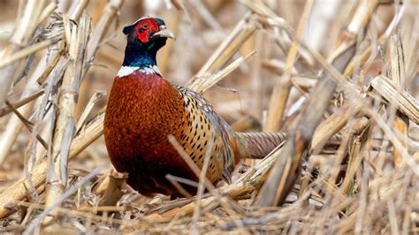 All You Need To Know About South Dakotas Pheasant Hunting Season