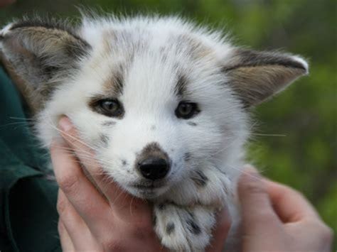 What Does A Canadian Marble Fox Look Like At Natasha Groom Blog