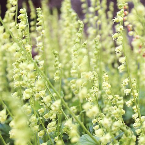 Tellima Grandiflora Fringe Cups Jora Dahl