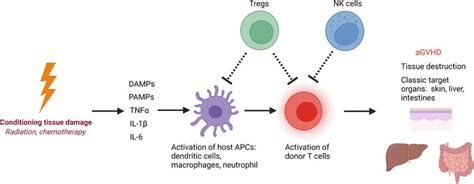 Graft Versus Host Disease Pathogenesis And Treatment Intechopen