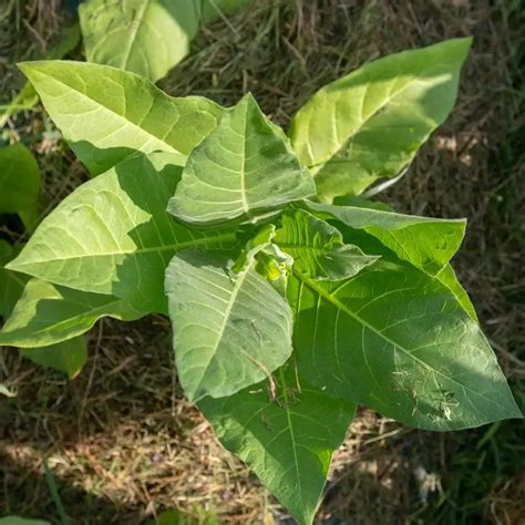 Sale Of Xanthi Tobacco Seeds