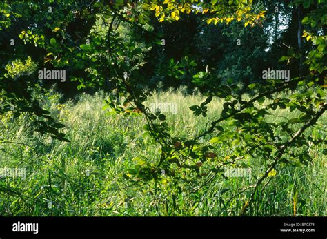 Wild Rice At Patuxent River Park Md Looking Through American Beech