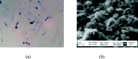 A Microscopic Image And B Sem Image For Microalgaebacteria