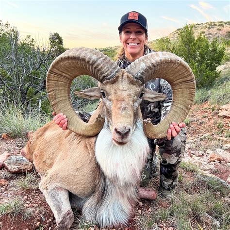 Transcaspian Urial Hunting In Texas Covered S Ranch
