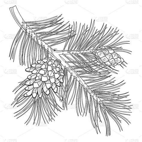 轮廓苏格兰松或樟子松树的病媒枝。束，黑色的松树和球果孤立在白色上。素材 花瓣网