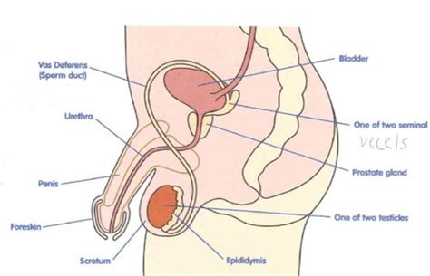 Anatomy And Physiology Of Reproductivesex Organs Flashcards Quizlet