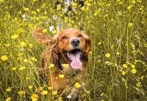 Living With A Working Cocker Spaniel Baldhiker