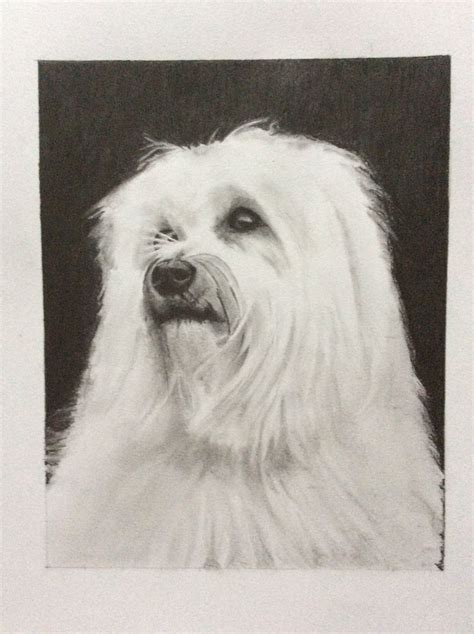 White Dog With Tongue Out