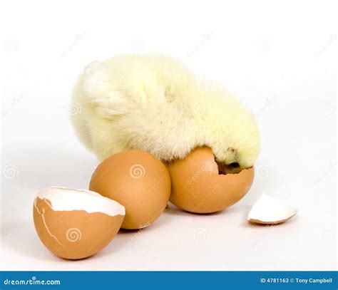 Chick That Wants Back In The Egg Stock Image Image Of Feather Meat
