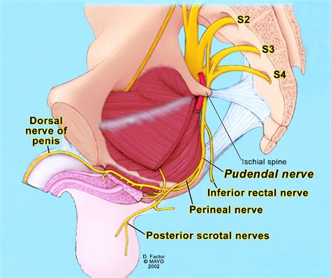 Pudendal Nerve Pain Relief
