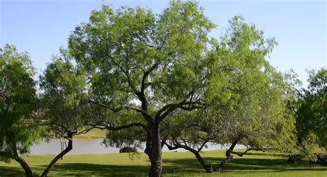 Mesquite Tree Young County Museum Of History And Culture