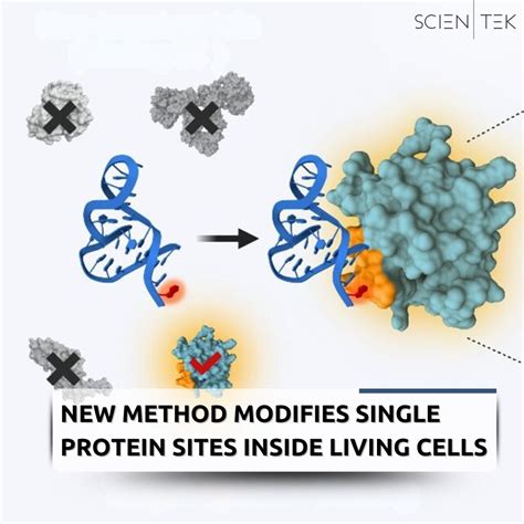 Aptamer Protein Biomarker Diagnostics Biology Scientek