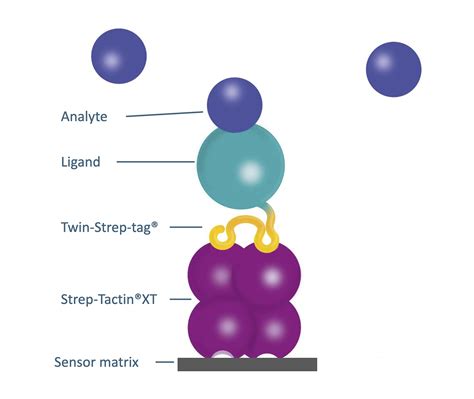 Xantec Bioanalytics Gmbh News White Papers Newsletters A Superior Alternative To His Tag