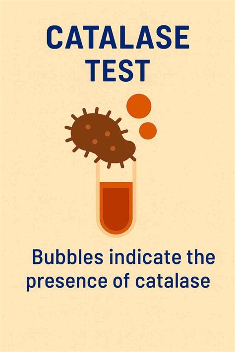 Catalase Test Principle Procedure Types Results Uses