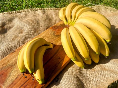 Banana Cavendish 500g 3 4 Bananas Our Farmacy