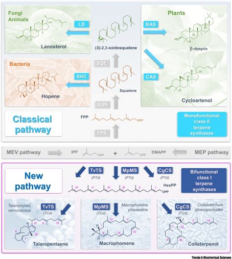 Miacyc A New Path For Terpenoid Biosynthesis