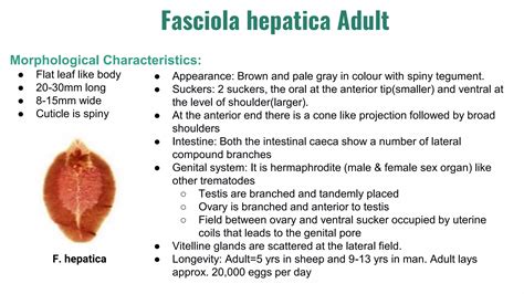 Liver Flukes F Hepatica F Gigantica Pptx