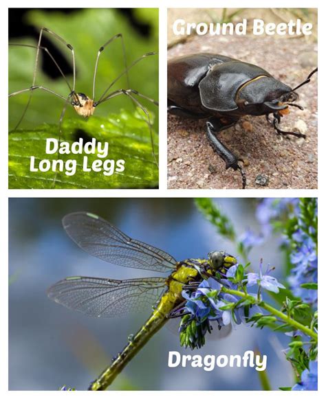 Common Garden Insects That Are Good For Your Plants