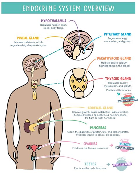 Endocrine System Chart Your Endocrine System The Key To A Happy Body