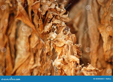 Tobbaco Leaves Stock Image Image Of Bluegrass Industry 46905003