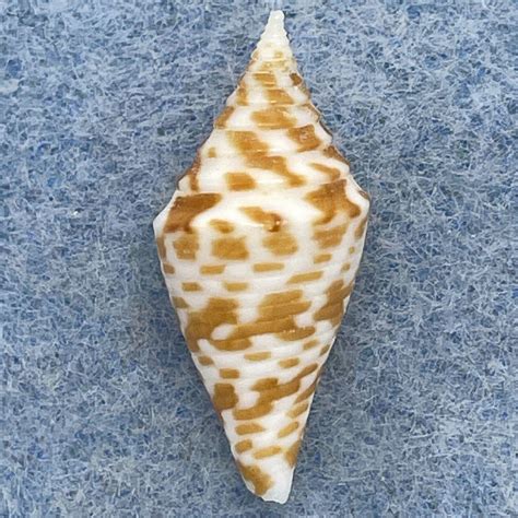 12 Conus Rizali 22mm F Philippines 4543400113