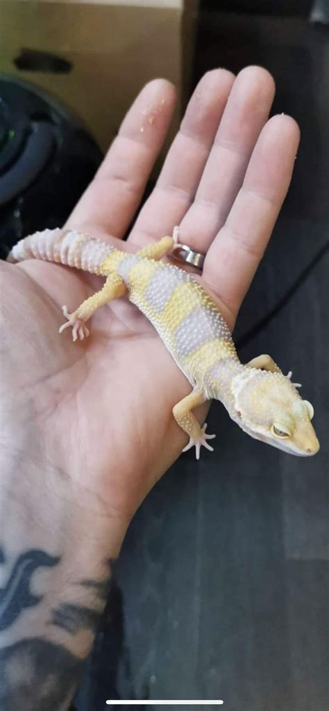 Does anyone know what morph she is? : r/leopardgeckos