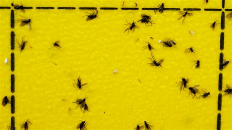 Integrated Pest Management Ipm In Practice An Overview