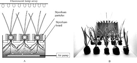 A Schematic Diagram Panel A And A Photograph Panel B Of The Download Scientific Diagram