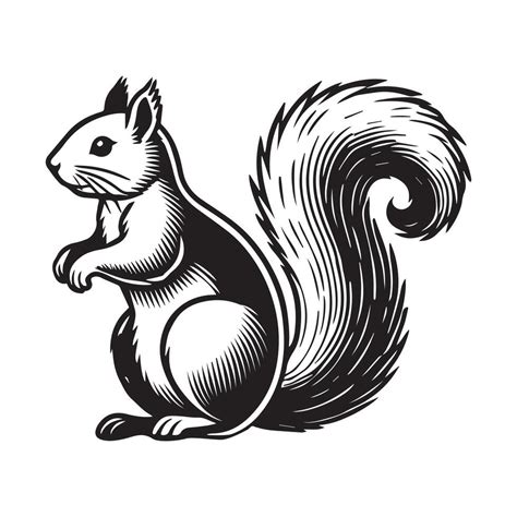 Sciuridae Outline Design A Tail Flicker Squirrel Illustration In