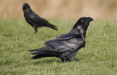 Details Raven Birdguides