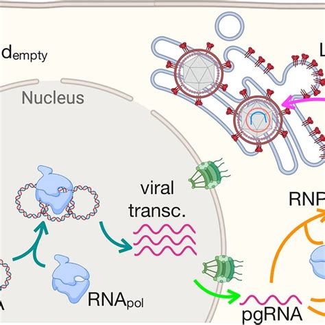 The Developed Kinetic Model Describing The Hbv Infection Cycle The Download Scientific Diagram