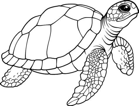 Premium Vector Turtle Sea Outline